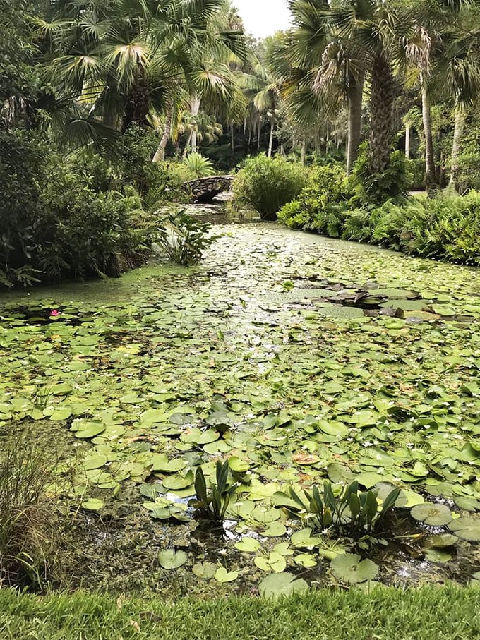 Water lilies carpet the pond's surface like nature's own patchwork quilt. Monet would have set up his easel here for months.