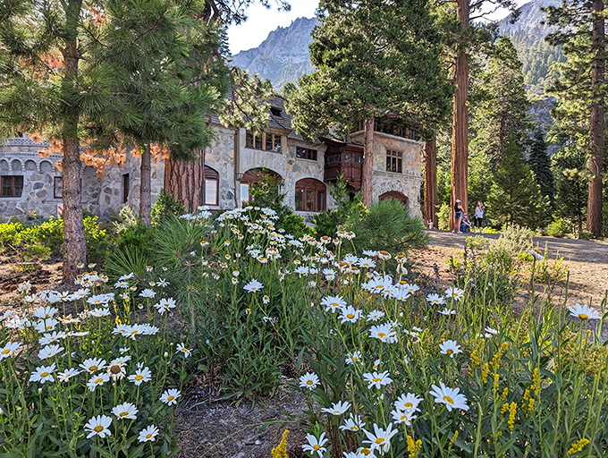 Mother Nature's garden party! Wild daisies create a welcoming committee for castle visitors, no royal invitation required.