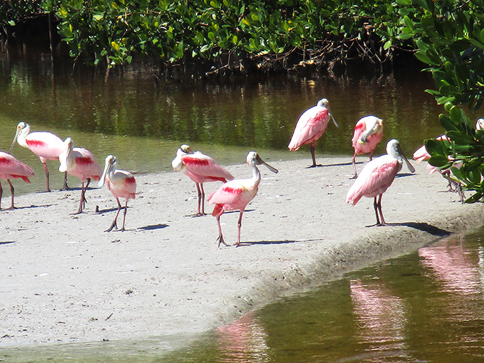 Nature's flamingo cousins having a beach day. These rosy characters look like they're dressed for a tropical cocktail party.