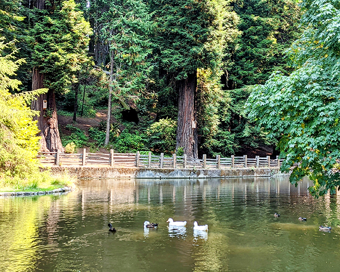 Sequoia Park's tranquil pond offers a moment of zen amid towering redwoods. Even the ducks look like they're on vacation from big-city stress.