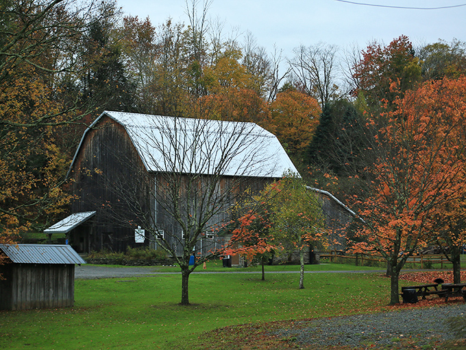 Autumn transforms the park into a painter's palette. That barn looks like it was placed there specifically for calendar photographers and Instagram enthusiasts.