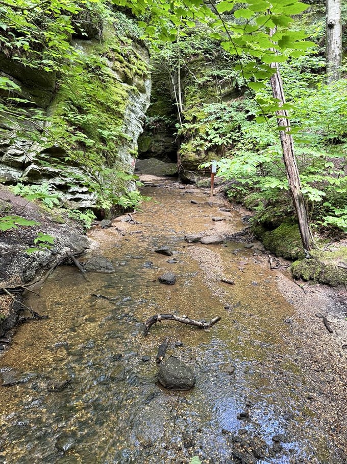 After rainfall, the park transforms into a network of gentle streams. Crystal clear water reflects the surrounding greenery, creating nature's perfect mirror. 
