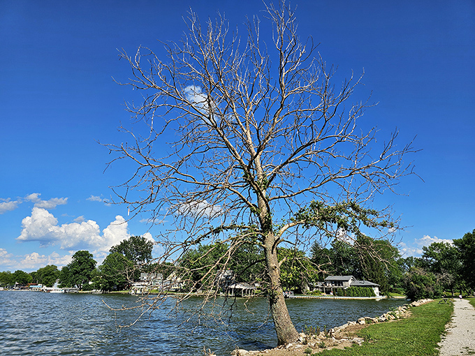 Solitary sentinels like this weathered tree have witnessed decades of Buckeye Lake history, standing watch as generations come and go.