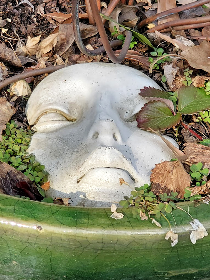This serene face rests in nature's embrace, like a modern-day Sleeping Beauty waiting for a prince with an appreciation for found-object art.