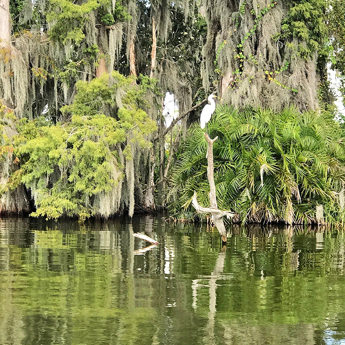 Spanish moss frames this elegant egret, nature's reminder that the best wildlife viewing doesn't require expensive safari gear.