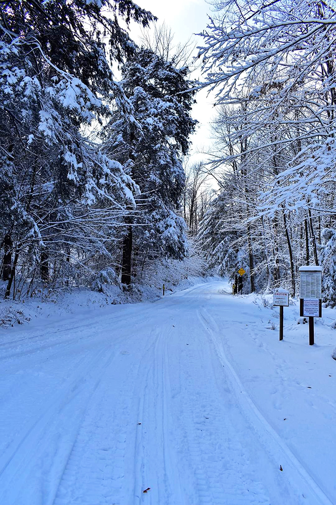 Winter transforms the park into a snow globe you can actually walk through. Narnia, but with better parking options.