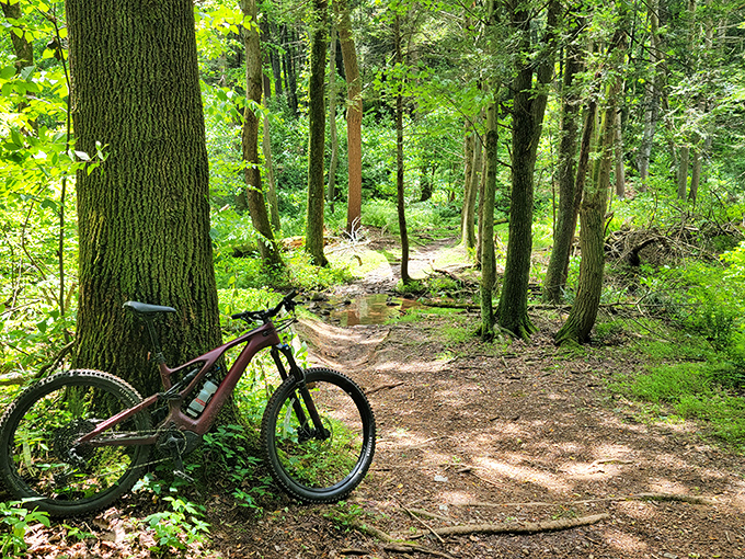 Mountain biking nirvana awaits where dappled sunlight creates nature's disco ball effect on trails that challenge both your skills and your smartphone's camera capabilities.