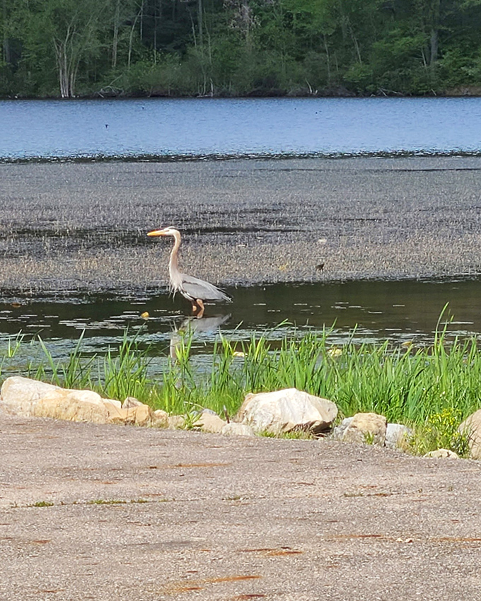 Great blue herons patrol these shores like elegant sentries, adding grace to every lakeside moment.