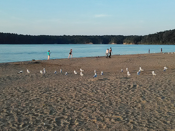 A committee of gulls holds court on East Fork's sandy shore, apparently discussing the day's human visitors with mild curiosity.
