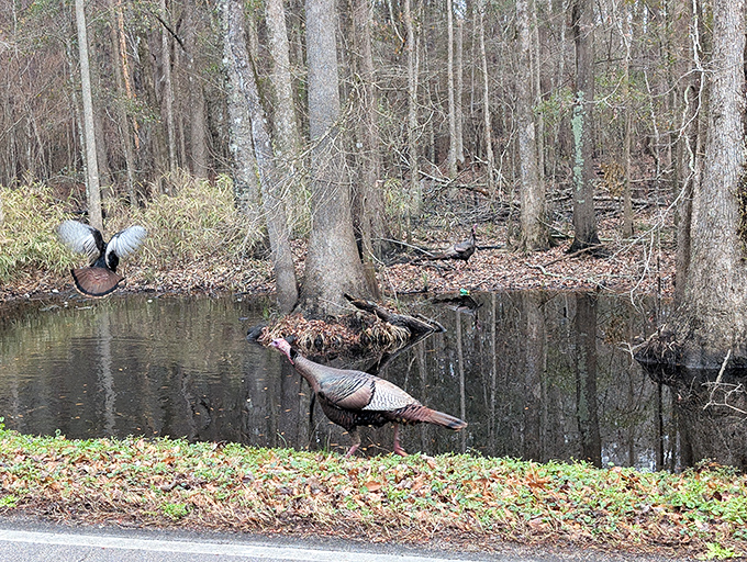 Wild turkeys strut their stuff like nature's own runway models. These birds have more confidence than I had in my twenties.