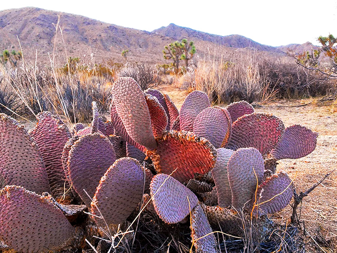 Desert fashion statement in purple and pink. These beavertail cacti dress up in their finest hues, proving even the toughest plants know how to accessorize.