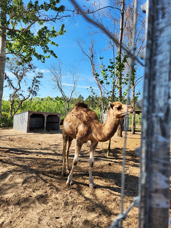 One hump or two? This camel's got the whole desert vibe down in sunny Florida.