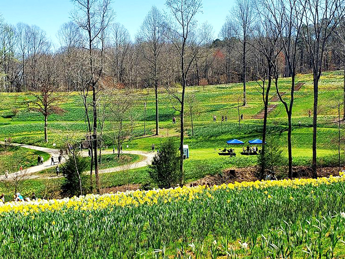 Hillsides transformed by thousands of golden daffodils, proving Wordsworth was right all along about those clouds of yellow pleasure.