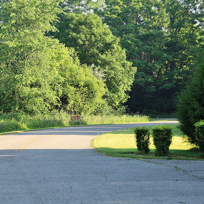 "Excuse me, coming through!" A white-tailed local crosses the road, reminding us whose neighborhood we're really visiting.