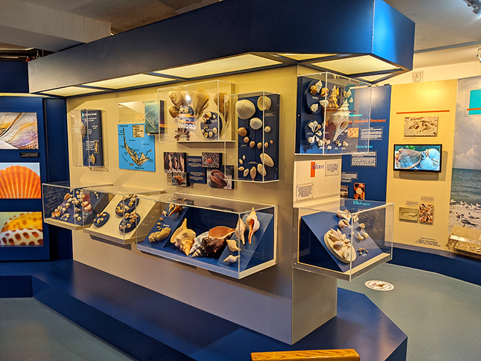 Exhibits blend science with artistry, showcasing shells in their natural context while explaining their remarkable biological significance.