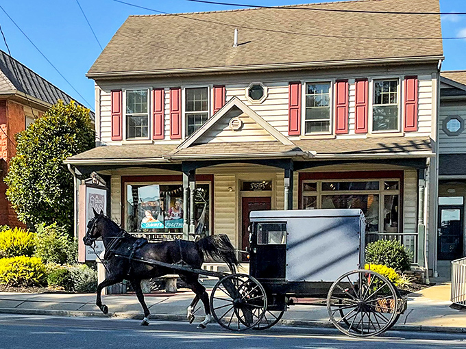 Authentic Amish transportation cruising past modern storefronts, creating the most charming traffic jam you'll ever encounter.