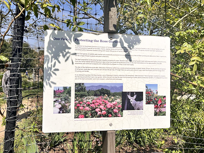 Even the educational signage at Descanso tells a story. This board explains how deer fencing protects the roses&mdash;nature's version of celebrity security.