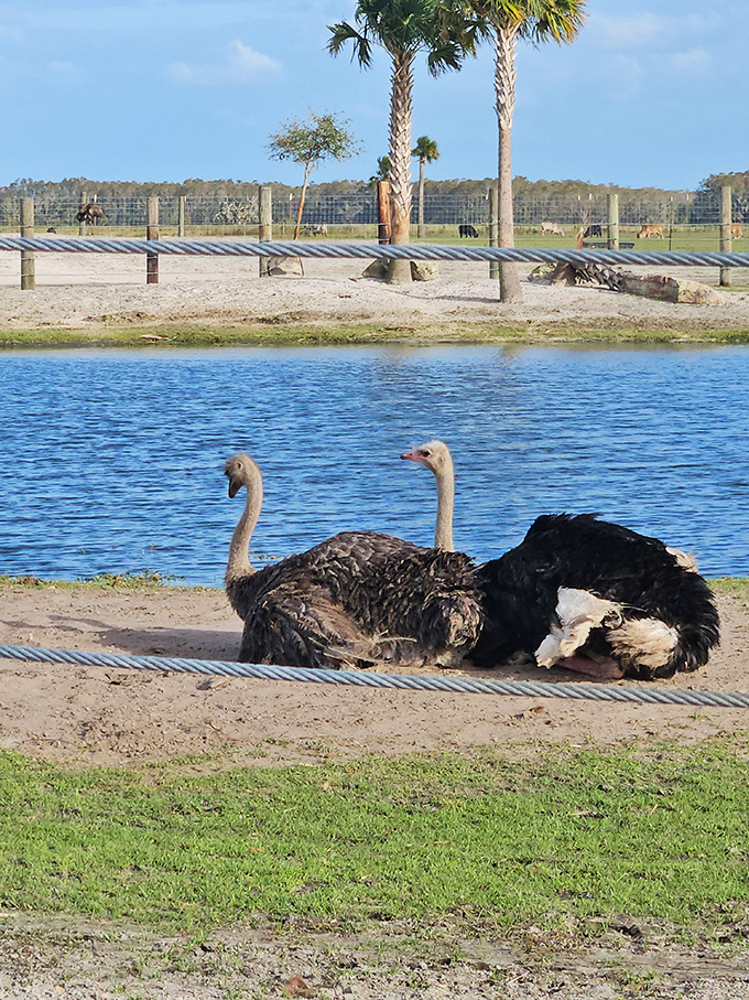Feathered duo on Florida vacation. These ostriches seem as relaxed as any snowbirds, soaking up the sunshine beside the tranquil waters.
