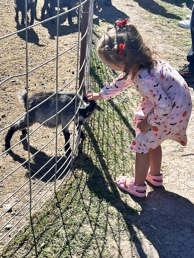 Little hands meet farm friends at the petting zoo. Some connections don't need Wi-Fi—just a fence, a curious goat, and a child's wonder.