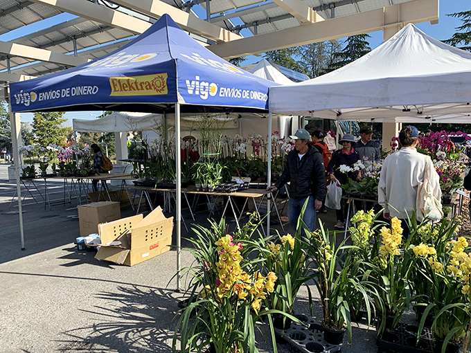 Spring arrives early at the plant vendor's stall, where golden daffodils promise to brighten any garden. Nature, boxed and ready to go!