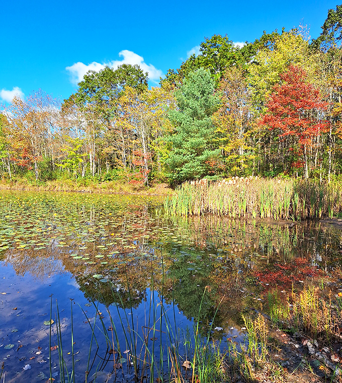 Lily pads and autumn reflections create nature's kaleidoscope. The forest seems to be admiring its own outfit in this tranquil woodland mirror.