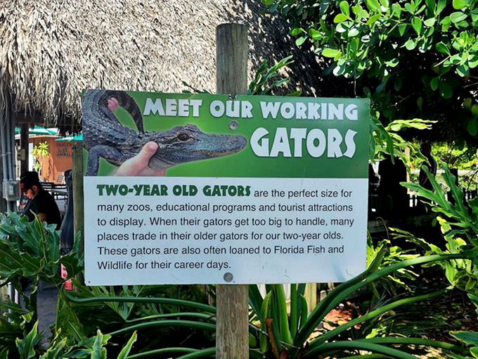 Educational signage reveals the working life of young gators. Like child actors, they start careers early before graduating to bigger roles.