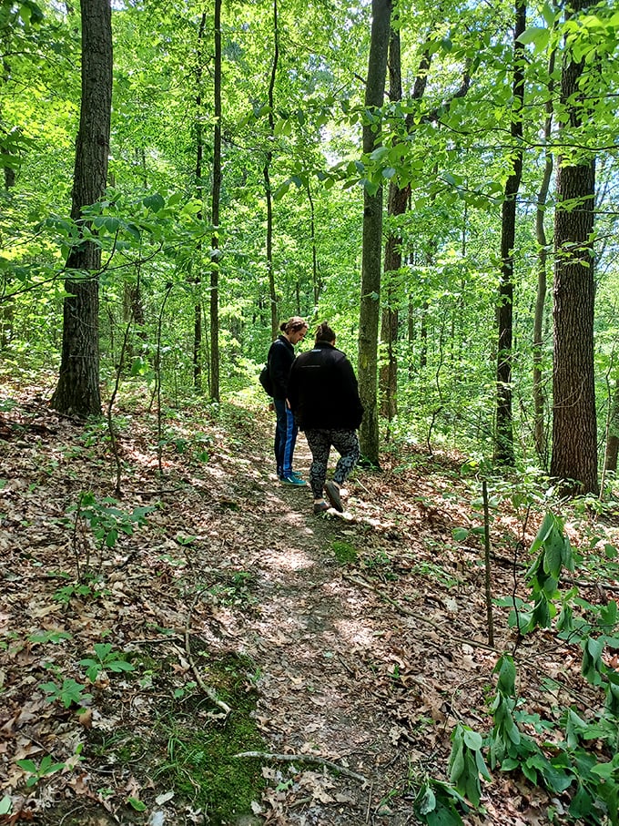 Nature's cathedral awaits! Sunlight filters through the leafy canopy, creating a dappled path that beckons hikers deeper into the woods.