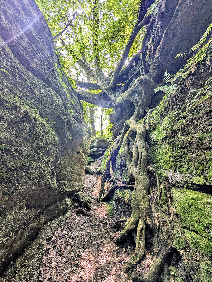 Tree roots that refuse to give up! This determined tree has wrapped itself around the rocks like an octopus, creating nature's own sculpture garden.
