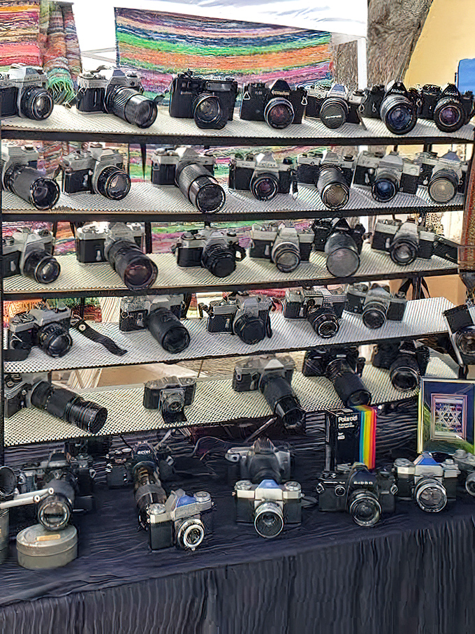 Vintage camera collectors' paradise showcases decades of photography equipment waiting for new creative adventures. 