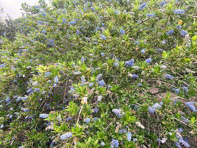 Spring brings bursts of purple wildflowers, adding splashes of color to the forest palette. Nature's own confetti celebration.