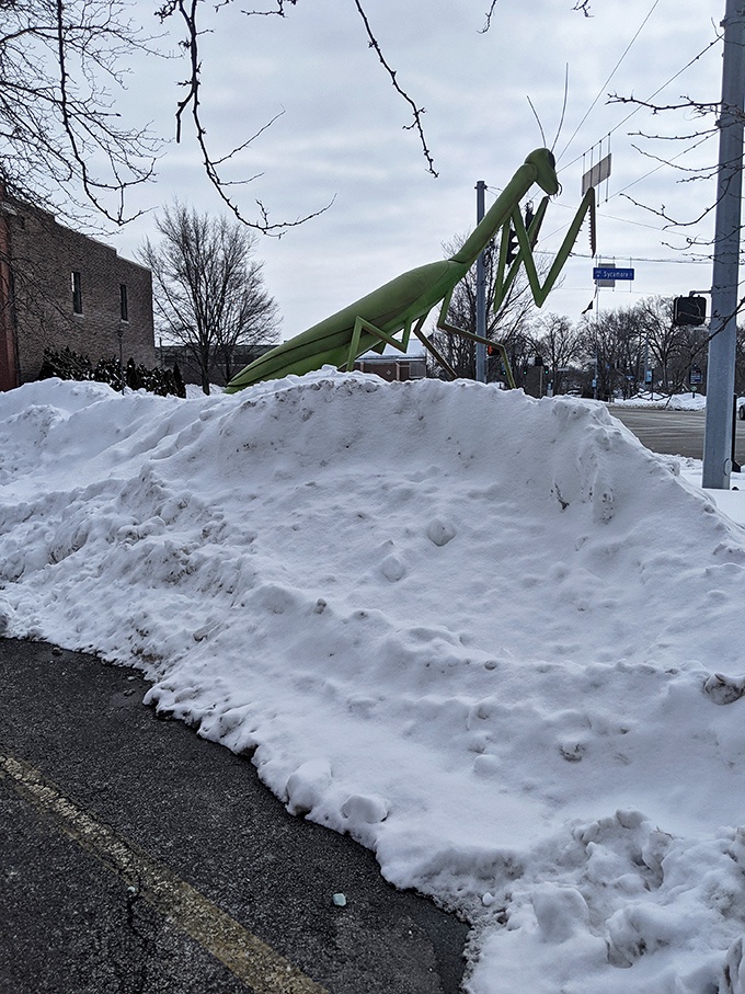 Even buried in Indiana snow, KokoMantis stands vigilant, probably wondering why humans don't hibernate during these frigid Midwestern months.