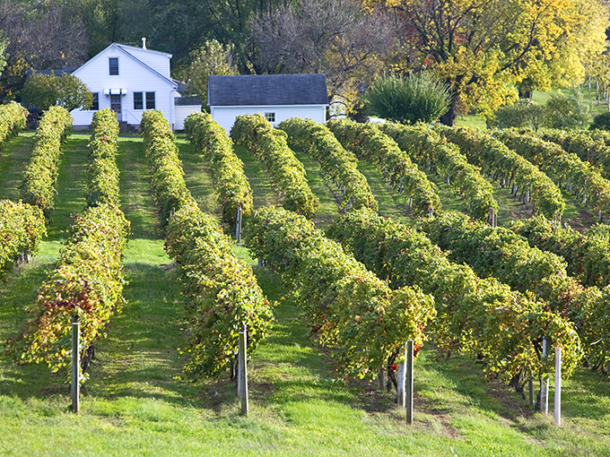 Augusta's vineyard rows create perfect lines across rolling Missouri hills in America's first designated wine region.