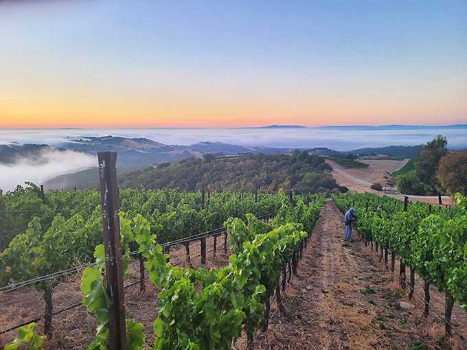 Time stands still in this weathered building, where Paso Robles' Old West past meets its wine country present in perfect harmony.