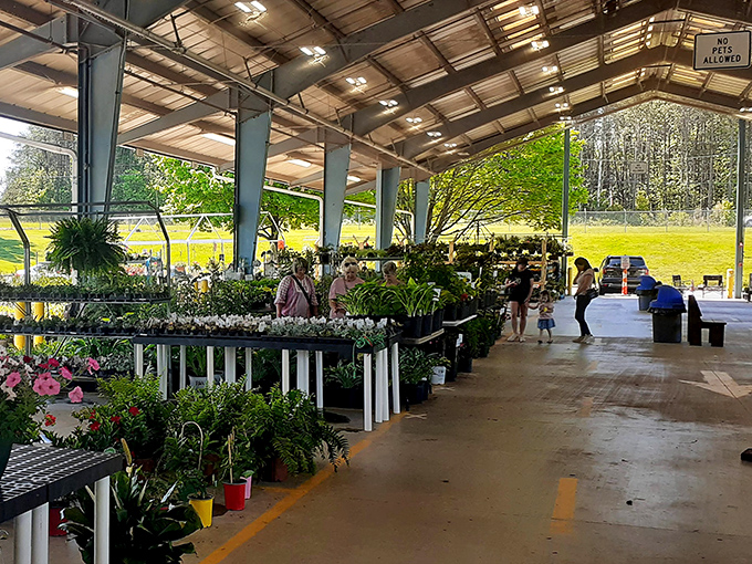 Plant lovers, prepare to lose track of time! Piedmont Triad's nursery section offers a rainbow of blooms and greenery that would make any gardener's heart skip a beat.