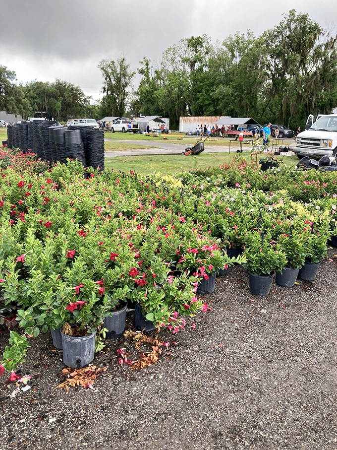 Flowers in bloom and treasures galore&mdash;Plant City's market is a feast for both gardeners and bargain hunters.