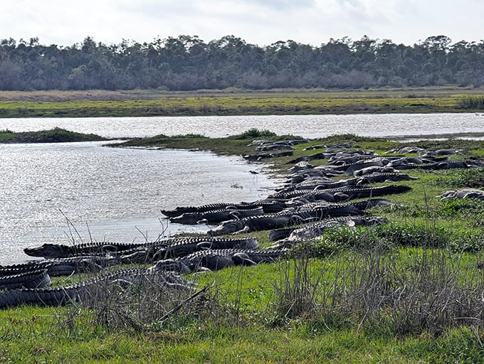 Alligator convention in session. Topics include: optimal sunbathing techniques and why humans with cameras are so fascinating. 