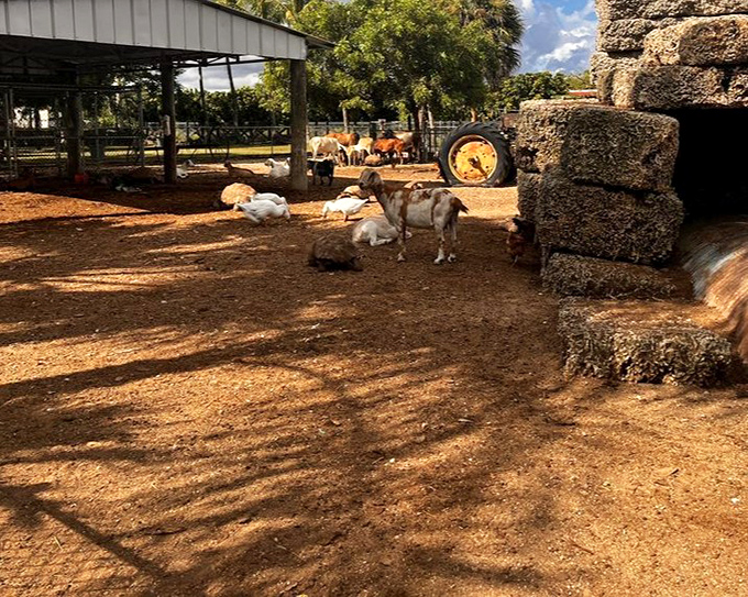 The petting zoo adds farm charm to your fruit adventure. These goats don't care about your diet&mdash;they just want your attention.