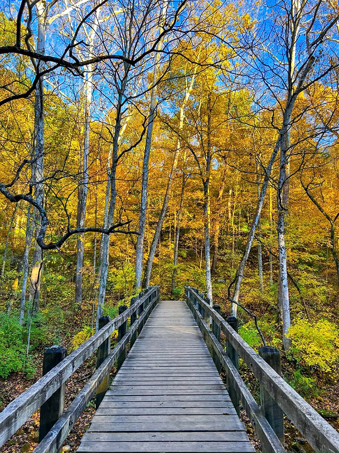 Fall's golden palette creates a cathedral of color, turning a simple wooden walkway into nature's version of the yellow brick road.
