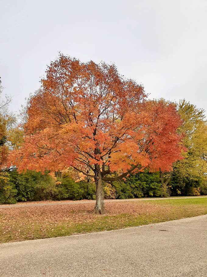 This maple putting on its autumn best – like nature's version of a show-stopping red carpet moment.