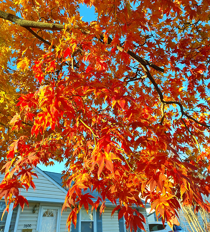 Fall foliage that puts Instagram filters to shame. These maple leaves perform their annual color transformation, proving nature was the original artist.