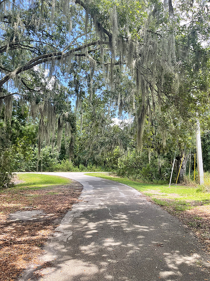 Spanish moss drapes these majestic oaks like nature's own decorating committee, creating dappled shade along Bartow's peaceful walking trails.