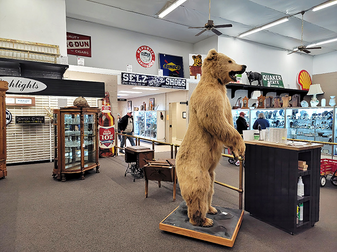 This taxidermied bear stands eternal guard over vintage advertising signs. He's seen everything from Model Ts to Teslas in his preserved lifetime.
