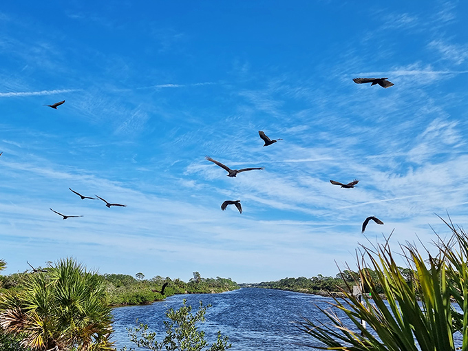The original Florida air show happens daily, no tickets required—just bring your sense of wonder and watch nature's aerial ballet unfold.