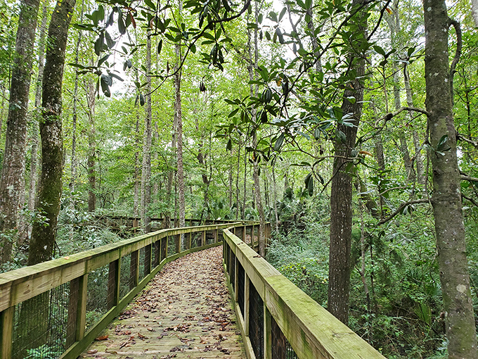This boardwalk through Monticello's natural areas proves Florida has more to offer than just beaches and mouse ears.