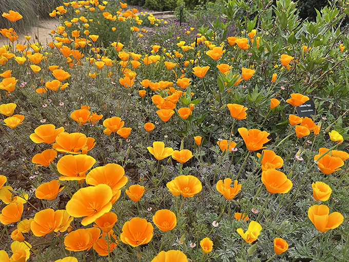 California poppies putting on their annual golden show&mdash;nature's way of competing with the lighthouse for your attention and Instagram space.
