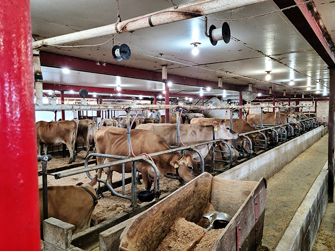 Where the magic begins—Jersey cows contentedly munching away, blissfully unaware they're responsible for so much human happiness.