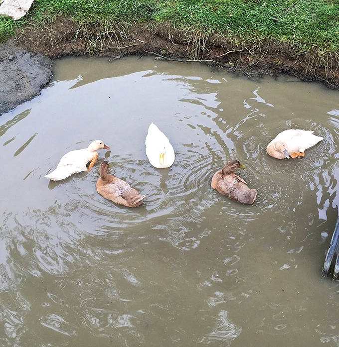 The duck pond serves as nature's committee meeting, where important waterfowl decisions are made through synchronized swimming and occasional quacking.