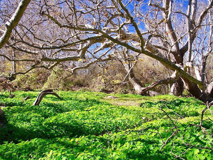 Sunlight filters through ancient branches, creating nature's stained glass. The forest floor blooms like Mother Nature's personal garden.