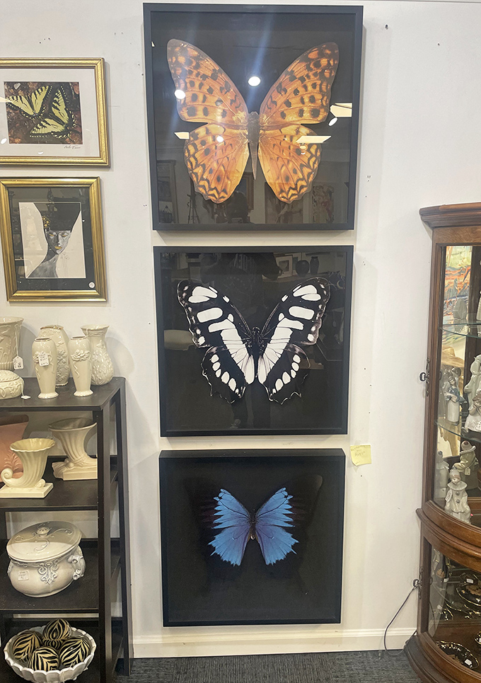 Nature's art under glass&mdash;these framed butterflies bring a touch of natural history museum elegance to any wall needing a conversation starter.