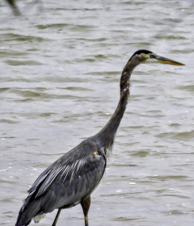 The resident great blue heron, practicing its statue impression while secretly judging your fishing technique.
